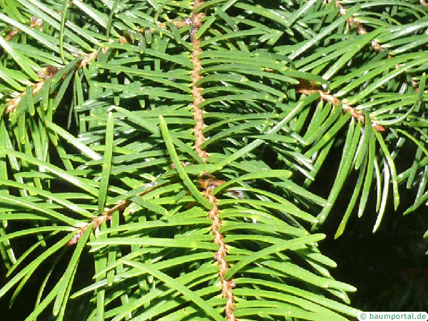 Douglas Fir Tree Needles