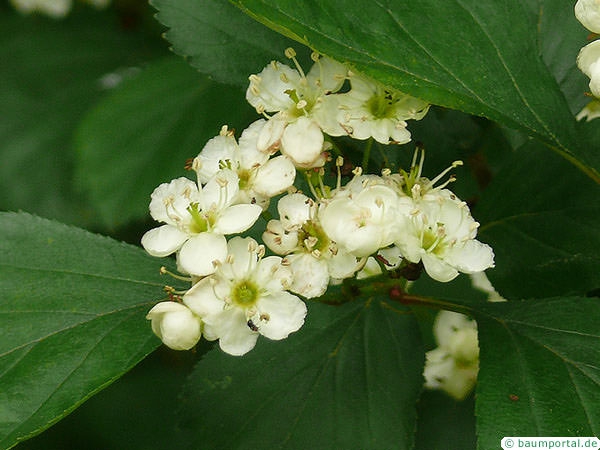 Douglas Hawthorn | Crataegus douglasii