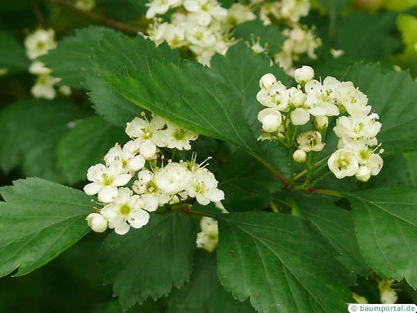 Douglas Hawthorn | Crataegus douglasii