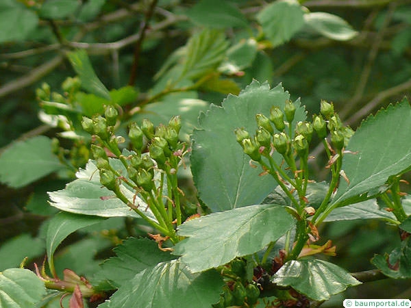Douglas Hawthorn | Crataegus douglasii