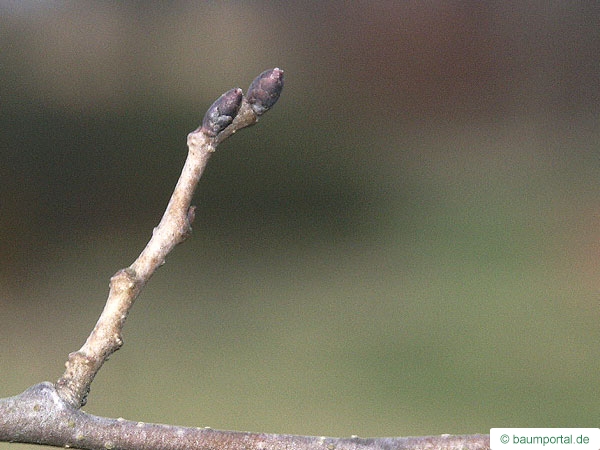 Dutch Elm | Ulmus hollandica