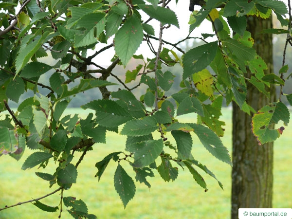 Dutch Elm | Ulmus hollandica