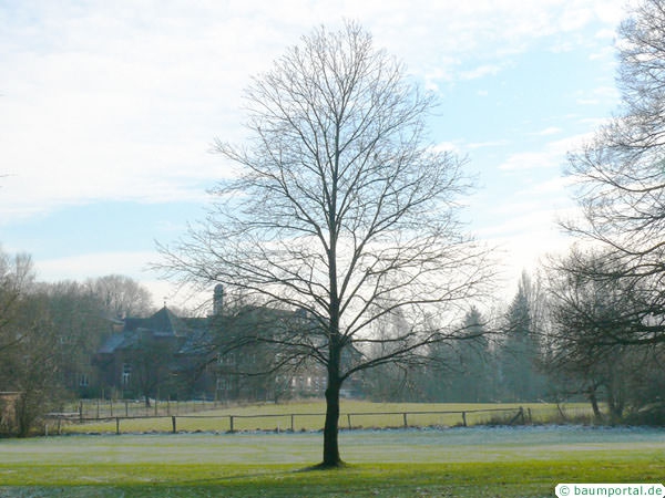 European Chestnut | Castanea sativa