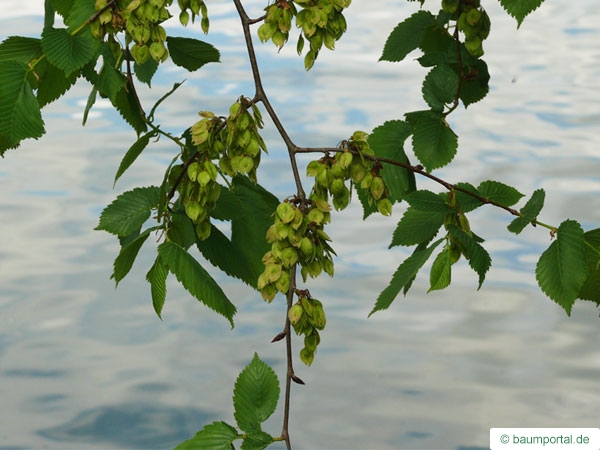 European White Elm | Ulmus laevis