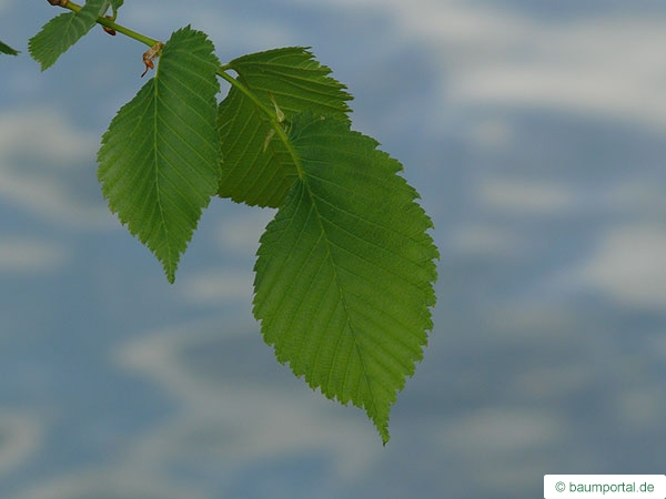 European White Elm | Ulmus laevis