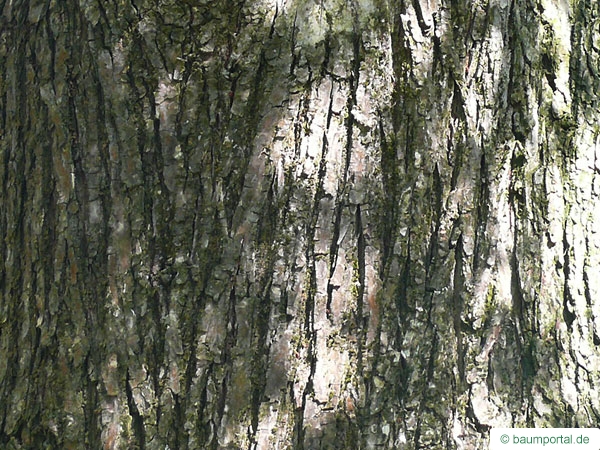 European White Elm | Ulmus laevis