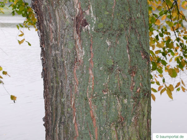 European White Elm | Ulmus laevis