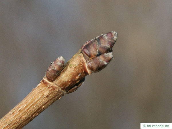 Field Maple | Acer campestre