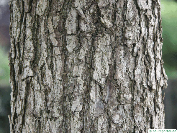 Turkish Filbert Hazel | Corylus colurna