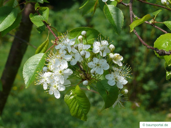Fire Cherry | Prunus pensylvanica