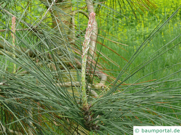 Ghost Pine | Pinus sabiniana