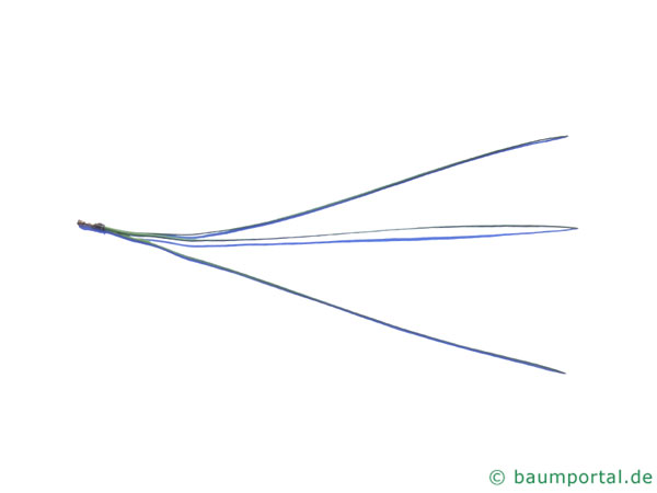 Ghost Pine | Pinus sabiniana