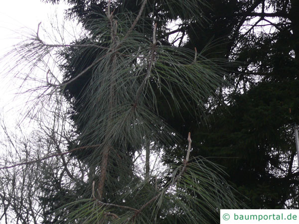 Ghost Pine | Pinus sabiniana