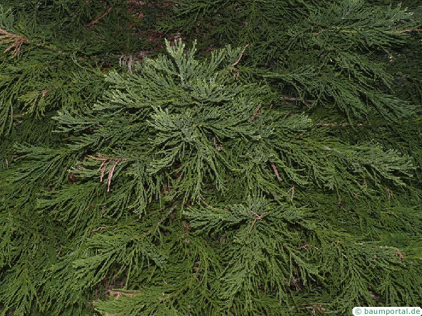 Giant Sequoia | Sequoiadendron giganteum