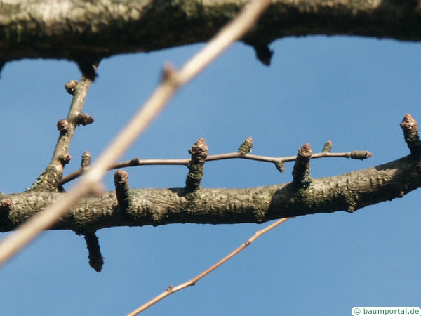 Maidenhair Tree | Ginkgo biloba