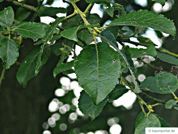 Goat Willow | Salix caprea