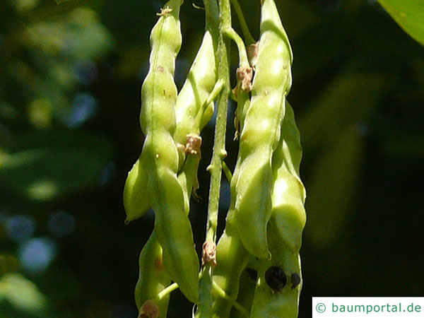 Golden Chain | Laburnum alpinum