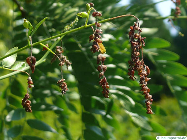 Honey Locust | Gleditsia triacanthos
