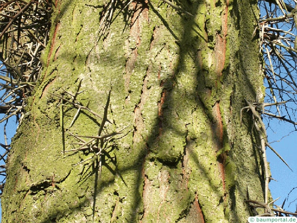 Honey Locust | Gleditsia triacanthos
