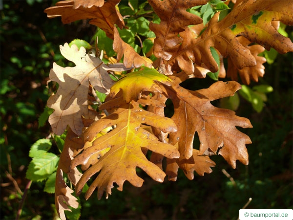 Hungarian Oak | Quercus frainetto