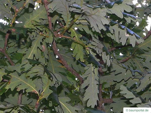 Hungarian Oak | Quercus frainetto