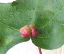 Field Maple Galls (Aceria macrochela macrochela) | tree disease