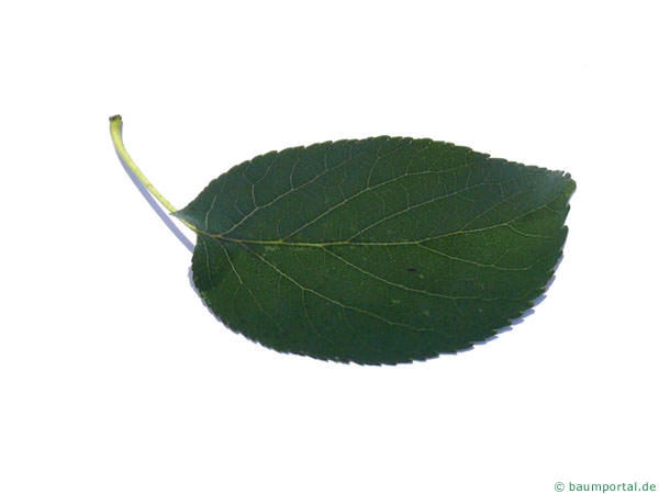Italian Alder | Alnus cordata