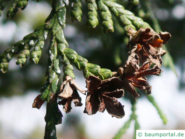 Japanese Thuja | Thuja standishii