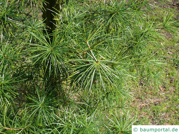 Japanese Umbrella Pine | Sciadopitys verticillata