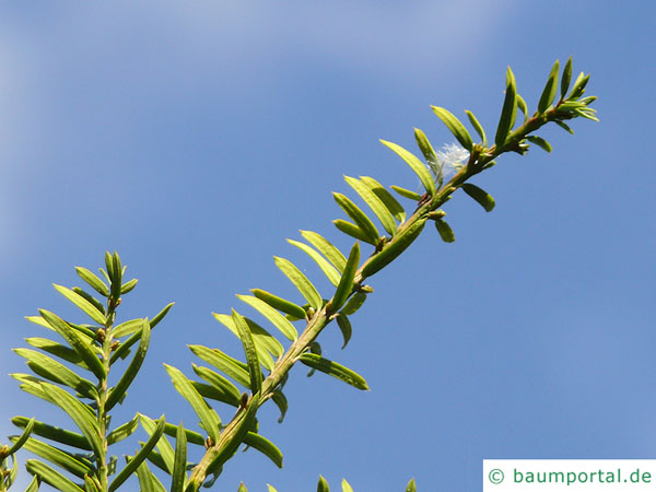 Japanese Yew | Taxus cuspidata
