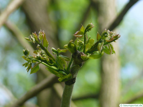 Kentucky Coffee Tree | Gymnocladus dioicus