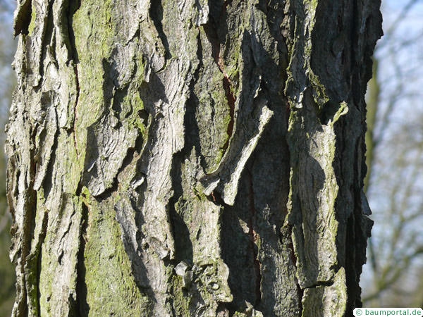 Kentucky Coffee Tree | Gymnocladus dioicus
