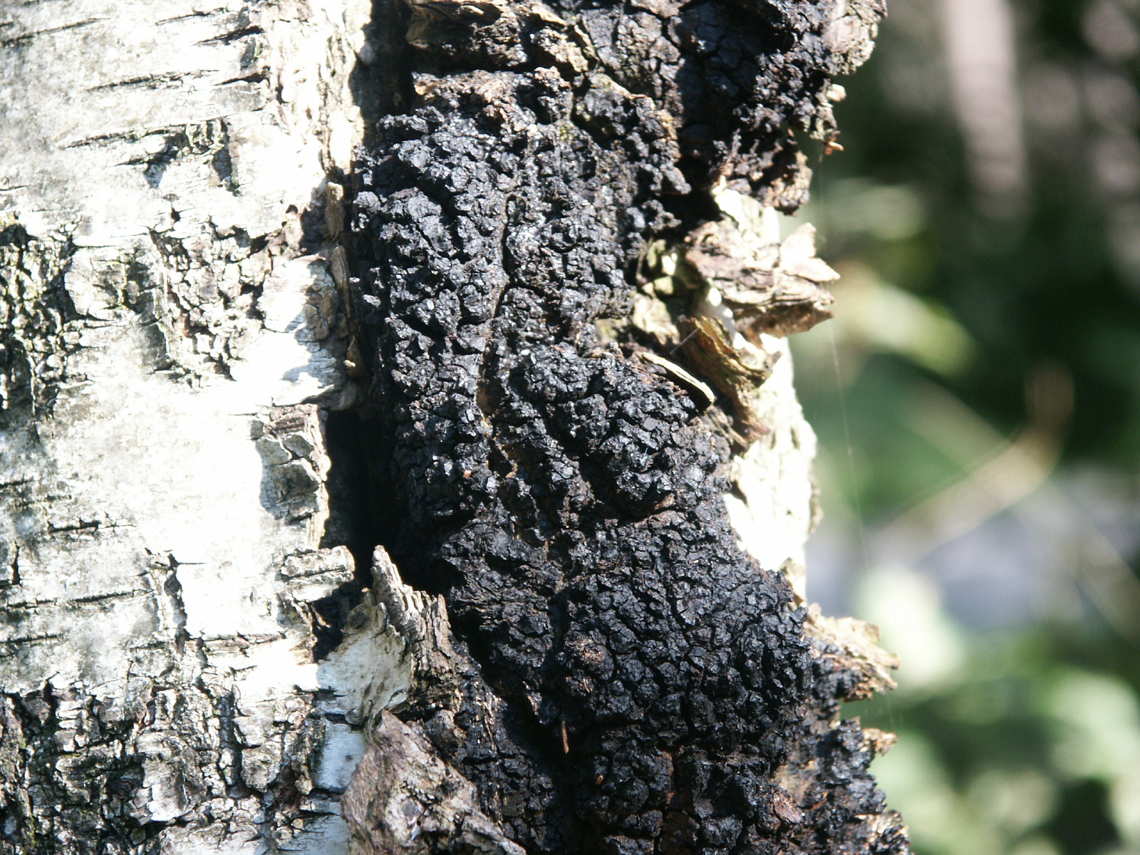 Leaf Tree Cancer (Nectria galligena) | tree disease