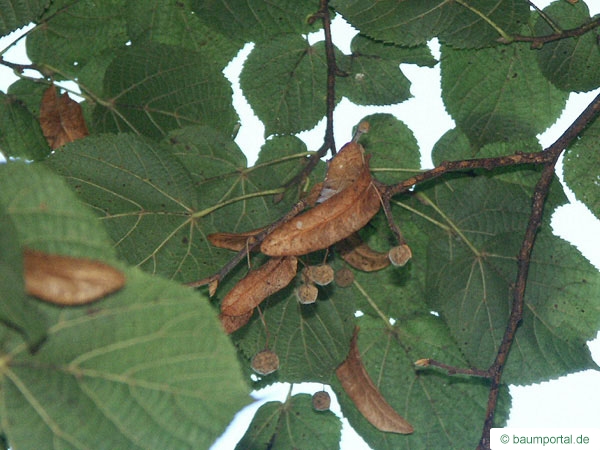 Large Leaved Lime | Tilia platyphyllos