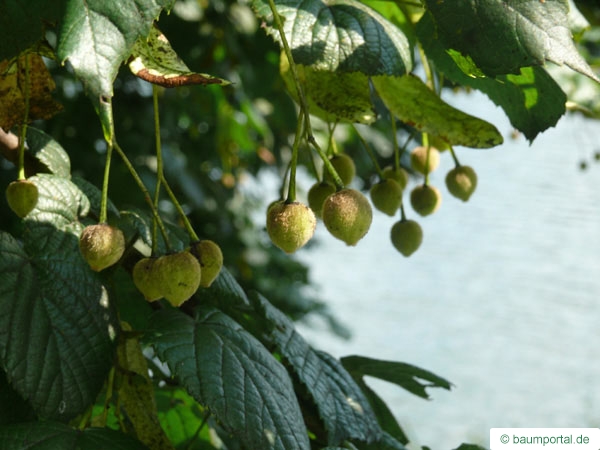 Large Leaved Lime | Tilia platyphyllos