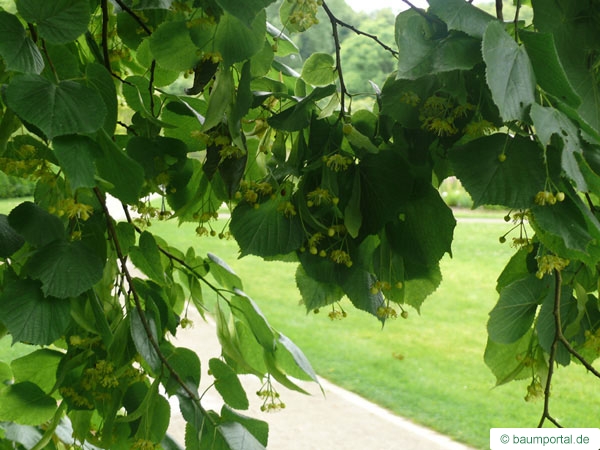 Large Leaved Lime | Tilia platyphyllos