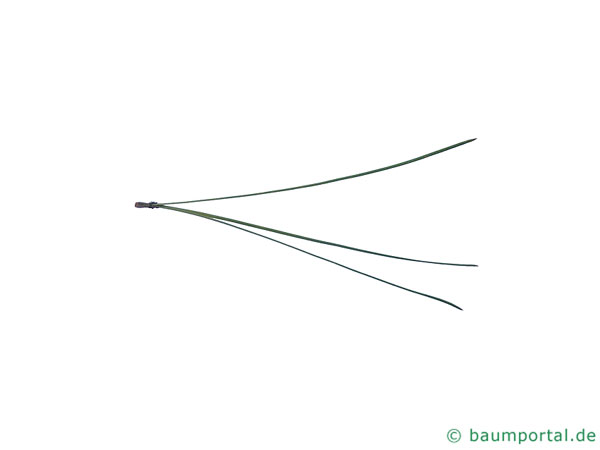 Loblolly Pine | Pinus taeda