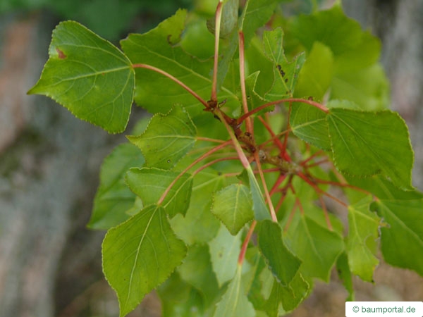 Lombardy Poplar | Populus nigra 'Italica'