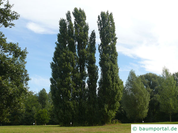Lombardy Poplar | Populus nigra 'Italica'