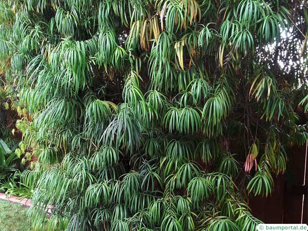 Long Leaved Yellowwood | Podocarpus henkelii