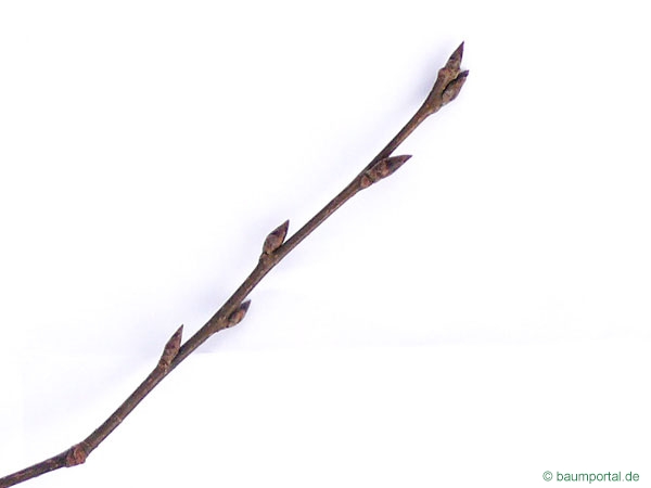 Bird Cherry | Prunus padus