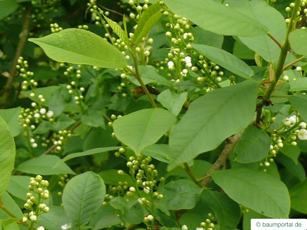 Bird Cherry | Prunus padus