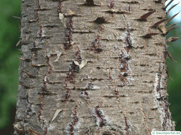 Monkey Tail Tree | Araucaria araucana