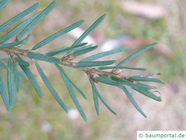 Mountain Hemlock | Tsuga mertensiana