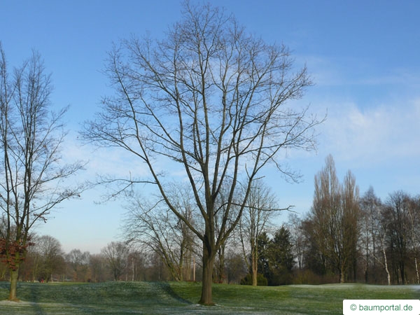 Northern Red Oak | Quercus rubra