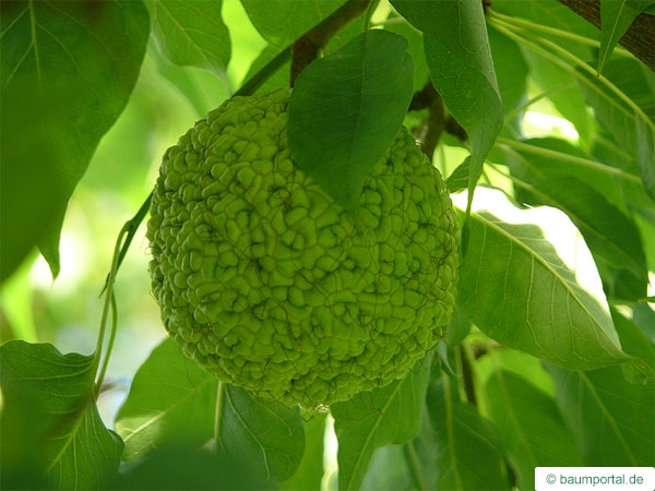Osage-Orange, Bois-D'Arc | Maclura pomifera