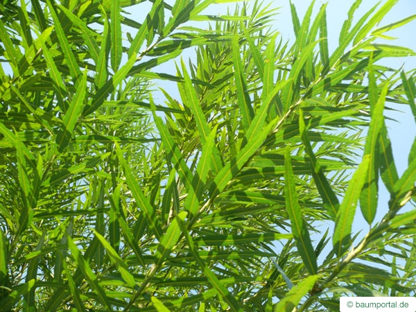 Common Osier | Salix viminalis