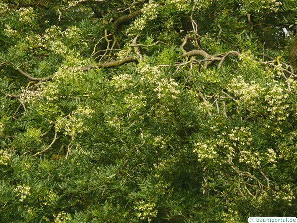 Pagoda Tree | Styphnolobium japonicum
