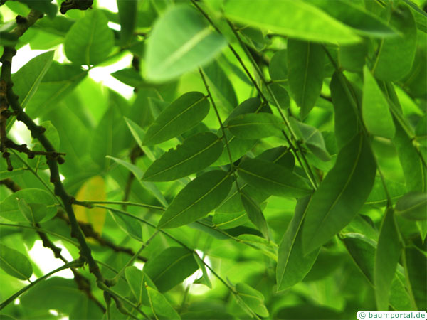 Pagoda Tree | Styphnolobium japonicum