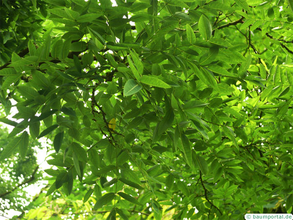 Pagoda Tree | Styphnolobium japonicum